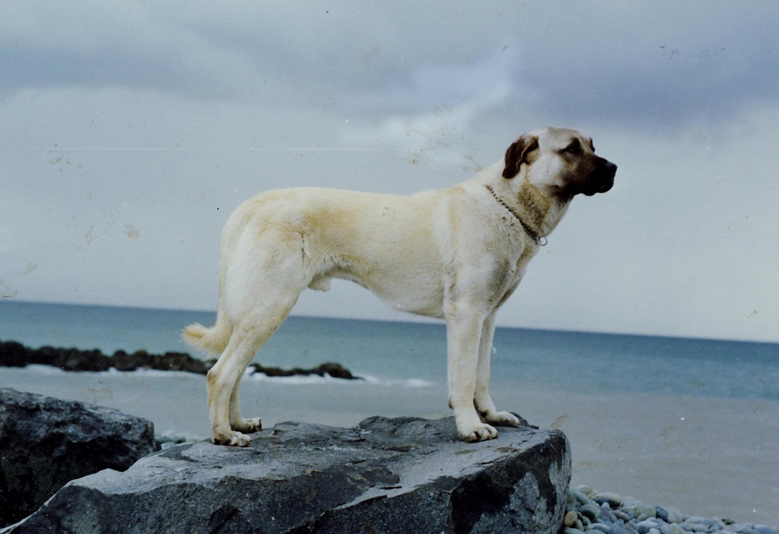 About - Apex Anatolians - AKC Anatolian Shepherd Dogs