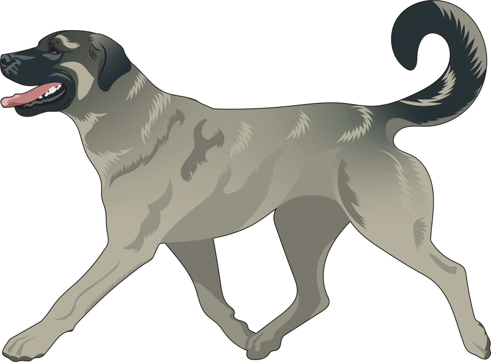 Gray Fawn Anatolian Shepherds - Apex Anatolians - AKC Anatolian ...