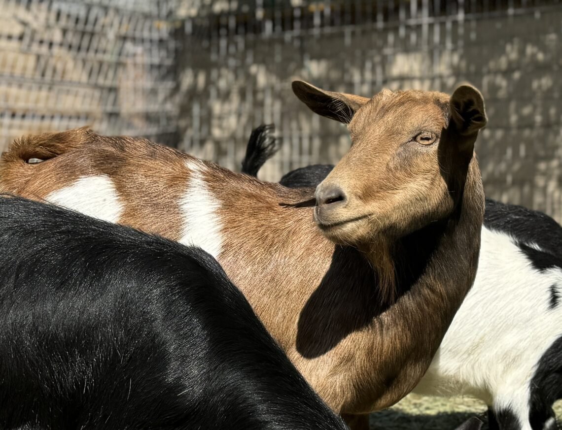 Myotonic Goats - Apex Anatolians - AKC Anatolian Shepherd Dogs